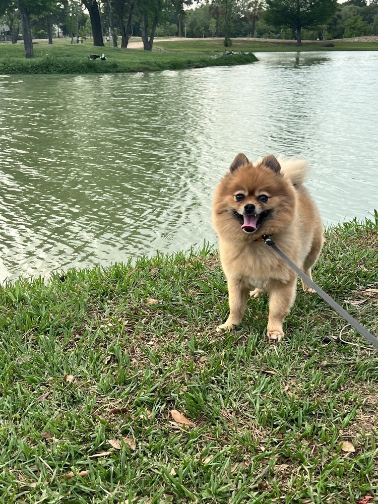 CITY OF KATY DOG PARK - 40 Photos & 35 Reviews - 5414 Franz Rd, Katy ...