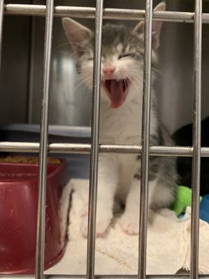 HUMANE SOCIETY OF THE PALOUSE - 13 Photos - Animal Shelters - 2019 E ...