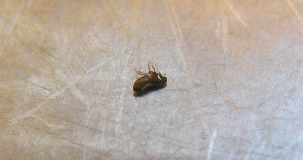 ISSAQUAH PEST CONTROL - Updated October 2025 - 315 Reviews & 26 Photos ...