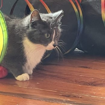 MAC TABBY CAT CAFE - Updated August 2025 - 329 Photos & 146 Reviews ...