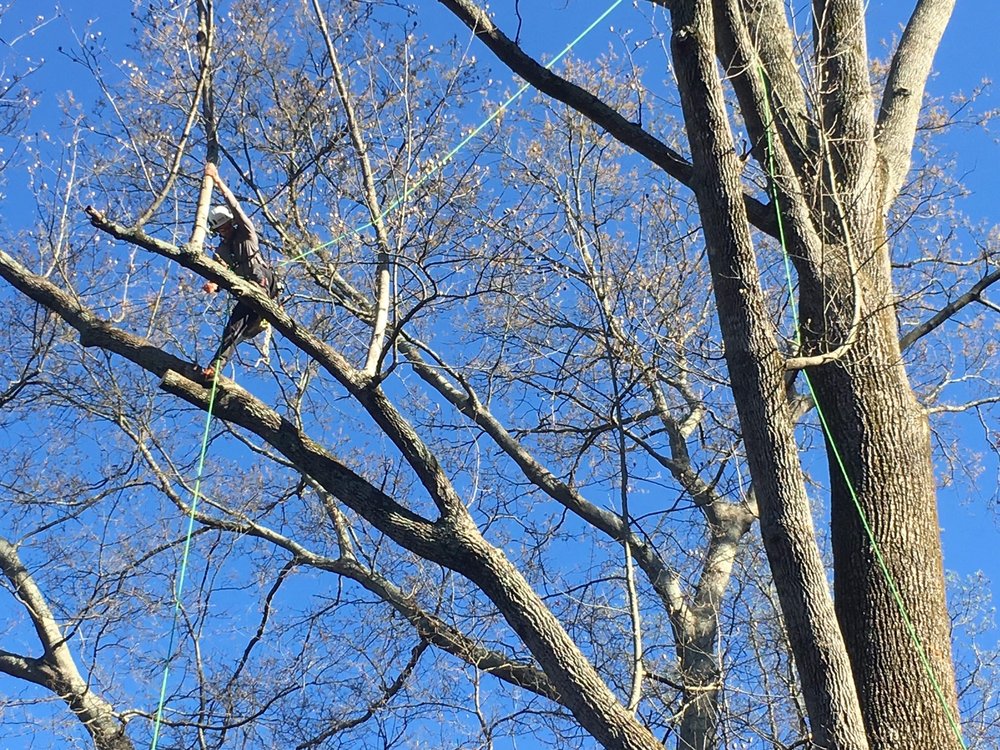 DUCA TREE CARE - Updated October 2024 - Request a Quote - 10 Photos ...