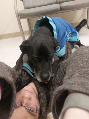 COLORADO STATE UNIVERSITY VETERINARY TEACHING HOSPITAL - Updated ...