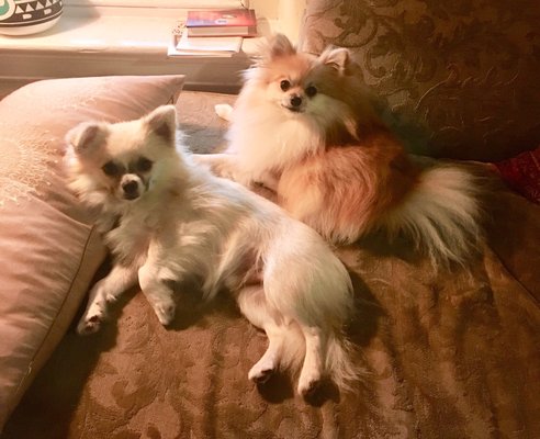 JACK’S DOG FARM - 24 Photos & 23 Reviews - Pet Stores - 6370 Easton Rd ...