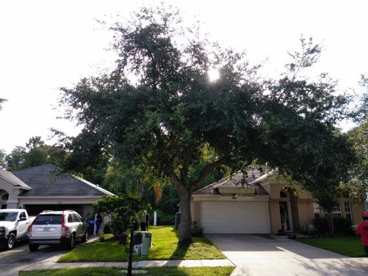 VETERAN TREE SERVICE - Updated January 2026 - 38 Photos & 25 Reviews ...