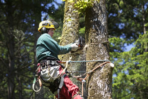 BARTLETT TREE EXPERTS - Updated November 2025 - 48 Photos - Manassas ...