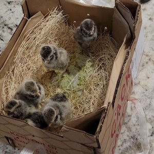 CACKLE HATCHERY® - 61 Photos & 36 Reviews - 411 W Commercial St ...