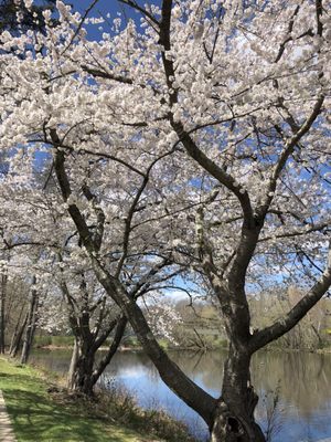 WATCHUNG LAKE - Updated April 2024 - 70 Photos & 13 Reviews - Mountain ...