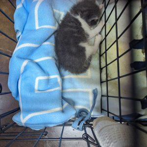 BUTTERFIELD ANIMAL HOSPITAL - Updated January 2026 - 121 Photos & 358 ...