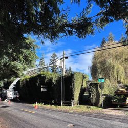 Best Tree Services Near Me - December 2025: Find Nearby Tree Services ...