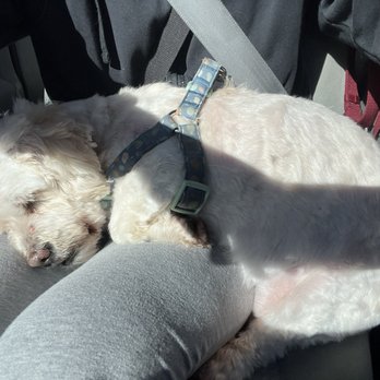 PAWSITIVE VIBES PET GROOMING - Updated September 2025 - 28 Photos & 12 ...