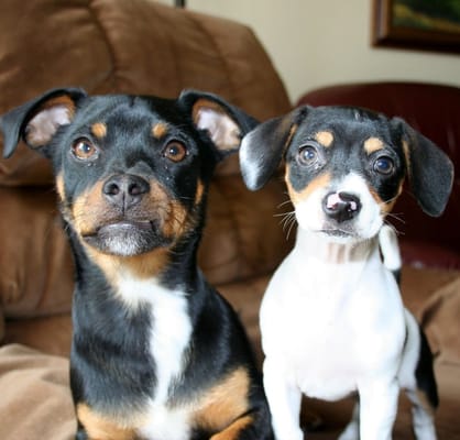 AFFINITY PET SERVICES - Updated May 2025 - 16 Photos & 28 Reviews ...