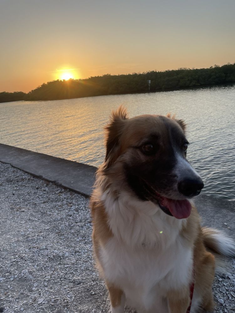 FOREVER PAWS ANIMAL SHELTER - Updated October 2025 - 12 Photos & 25 ...