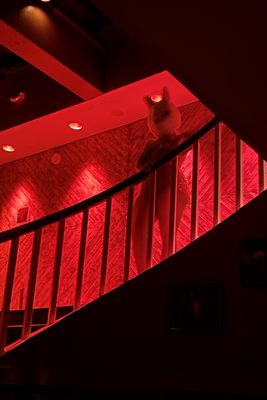 FOLLOW THE RABBIT BAR - Updated January 2026 - 27 Photos & 12 Reviews ...