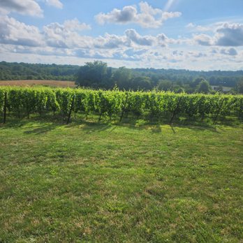 WINDRIDGE VINEYARDS - Updated August 2024 - 481 Photos & 195 Reviews ...