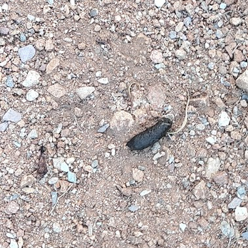 CABALLO LOCO RANCH - Updated January 2025 - 44 Photos - 14475 West ...