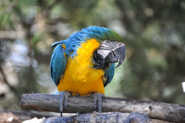BRAMBLE PARK ZOO - Updated June 2026 - 90 Photos & 12 Reviews - 800 ...
