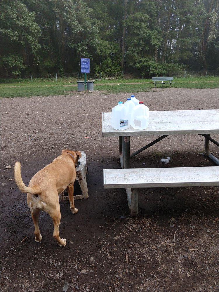 SHOREVIEW OFF LEASH PARK - 27 Photos & 18 Reviews - Dog Parks - 320 ...