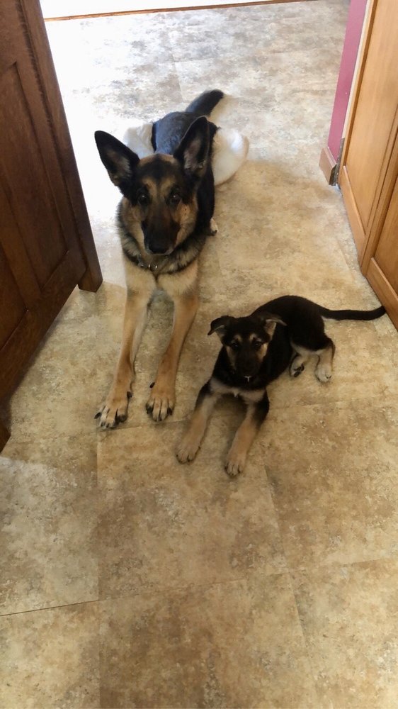 Animal Care Hospital Of Reynoldsburg at Rebecca Douglas blog