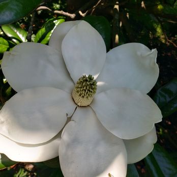 JC RAULSTON ARBORETUM - Updated December 2025 - 693 Photos & 113 ...