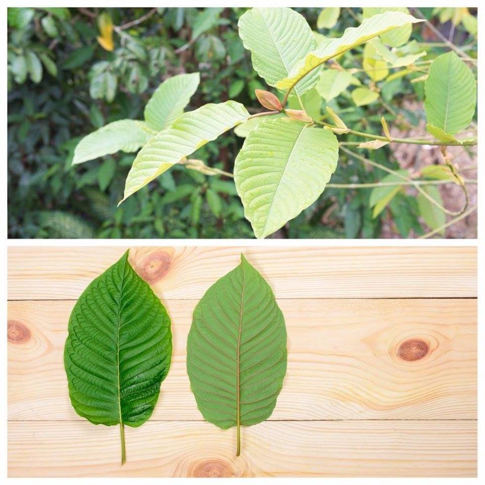 KRATOM NATION LYNNWOOD - Lynnwood Wa, Lynnwood, Washington - Nutritionists - Phone Number - Yelp