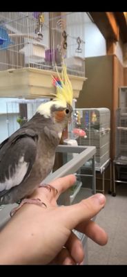 KOOKABURRA BIRD SHOP - 24 Photos & 42 Reviews - 1845 E Frankford Rd ...