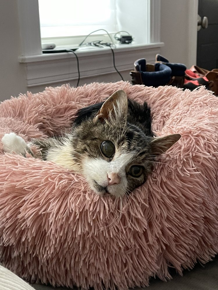 RYAN VETERINARY HOSPITAL - Updated December 2025 - 17 Photos & 198 ...