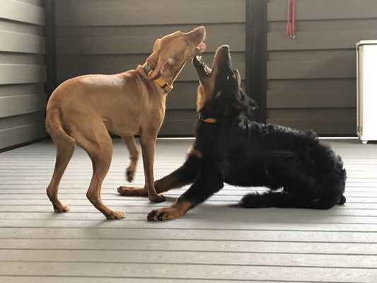 THE BOARD HOUND - Updated September 2025 - 17 Photos - 133 S Peyton St ...