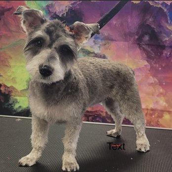 PUNKY PETS PAWLOR - Updated January 2025 - 134 Photos & 32 Reviews ...