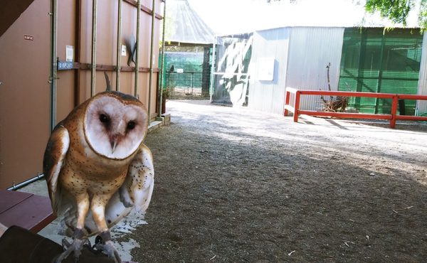 CALIFORNIA RAPTOR CENTER - Updated June 2025 - 44 Photos & 20 Reviews ...