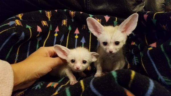 JANDA EXOTICS ANIMAL RANCH - 24 Photos - 910 Cottonwood Creek Rd ...