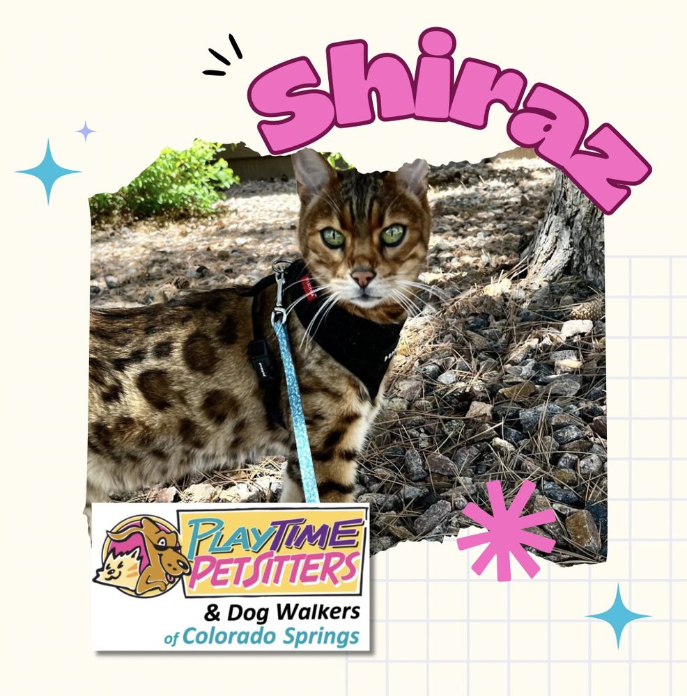 PLAYTIME PET SITTERS & DOG WALKERS OF COLORADO SPRINGS - Updated March ...