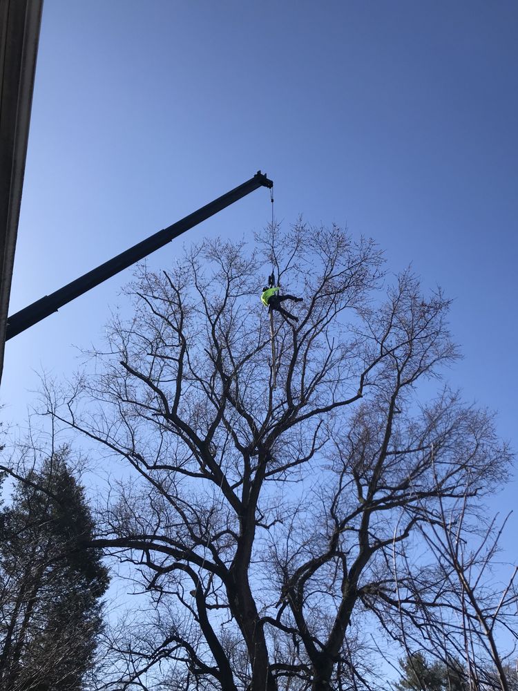 THE TREE KING - Updated December 2025 - 58 Photos - West Chester ...