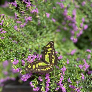 THE BUTTERFLY PLACE - 285 Photos & 87 Reviews - 120 Tyngsboro Rd ...