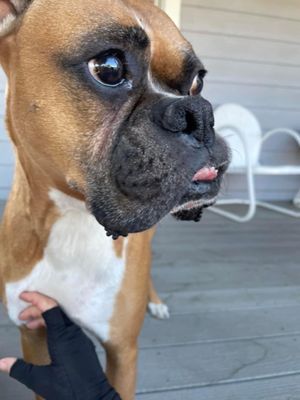 GIGI KAUR - Updated October 2025 - 25 Photos - Ojai, California - Pet ...