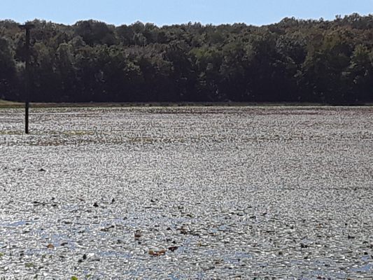 CASH LAKE - Updated September 2024 - 14 Photos - Bowie, Maryland ...