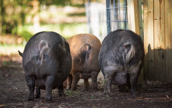 ALMOSTA RANCH - Updated October 2025 - 31 Photos - 5290 Choupique Rd ...