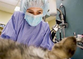 COBLE ANIMAL HOSPITAL - Updated June 2026 - 27 Photos & 24 Reviews ...