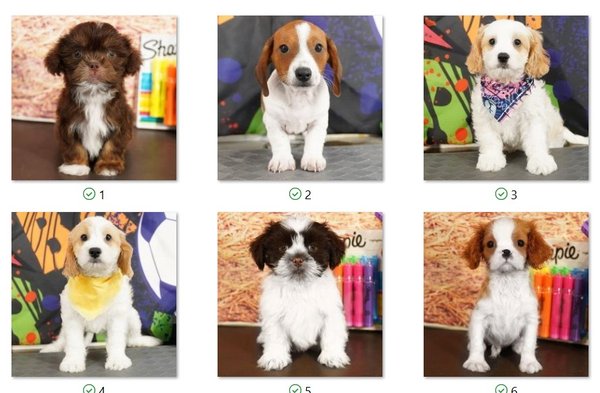 SMART PUPPIES . - Updated December 2025 - 501 Summer St, Stamford ...