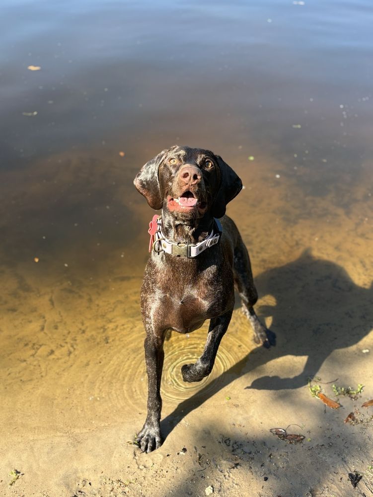 ATLANTIC BEACH DOG PARK - Updated November 2025 - 268 Aquatic Dr ...