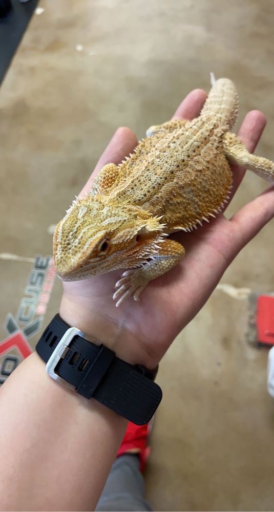 NOXCUSE BOXING GYM Phoenix, AZ - Updated November 2024 - Boxing - Phone ...