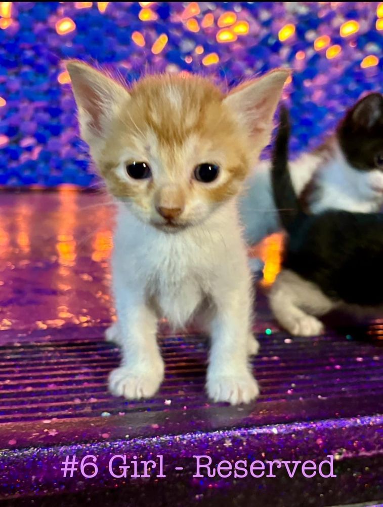 PHOENIX FELINE OASIS SANCTUARY PROJECT - Updated March 2026 - Phoenix ...