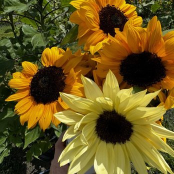 HANA FIELD BY TANAKA FARMS - TEMP. CLOSED - Updated September 2025 ...