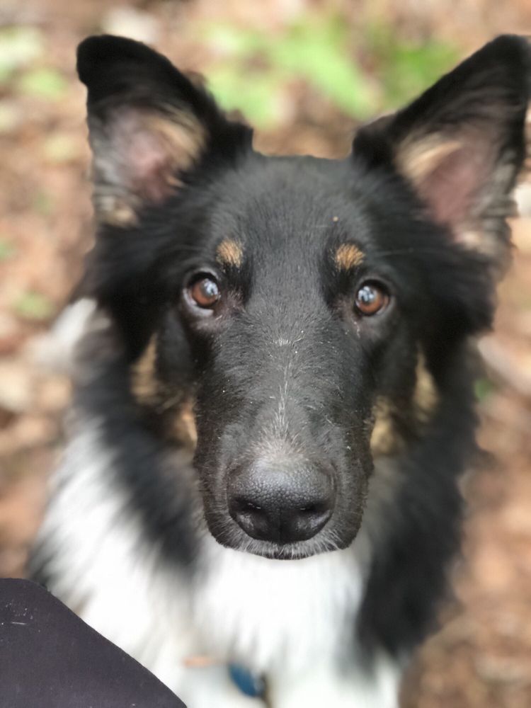 STIRLING COLLIES - 50 Photos - Pet Adoption - Clearwater, MN - Phone ...