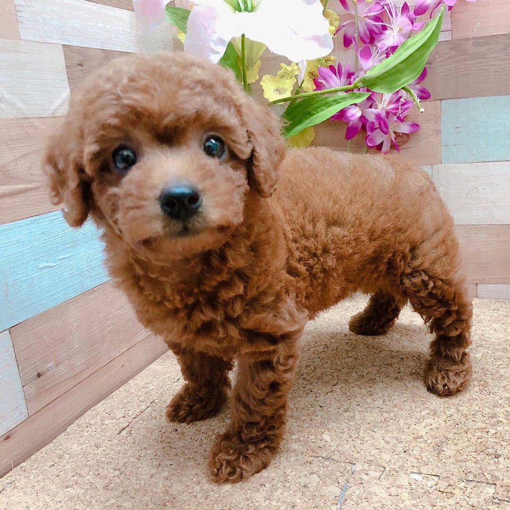 MELI’S ADORABLE HOME RAISED PETS - Updated April 2025 - 16 Photos - 224 ...