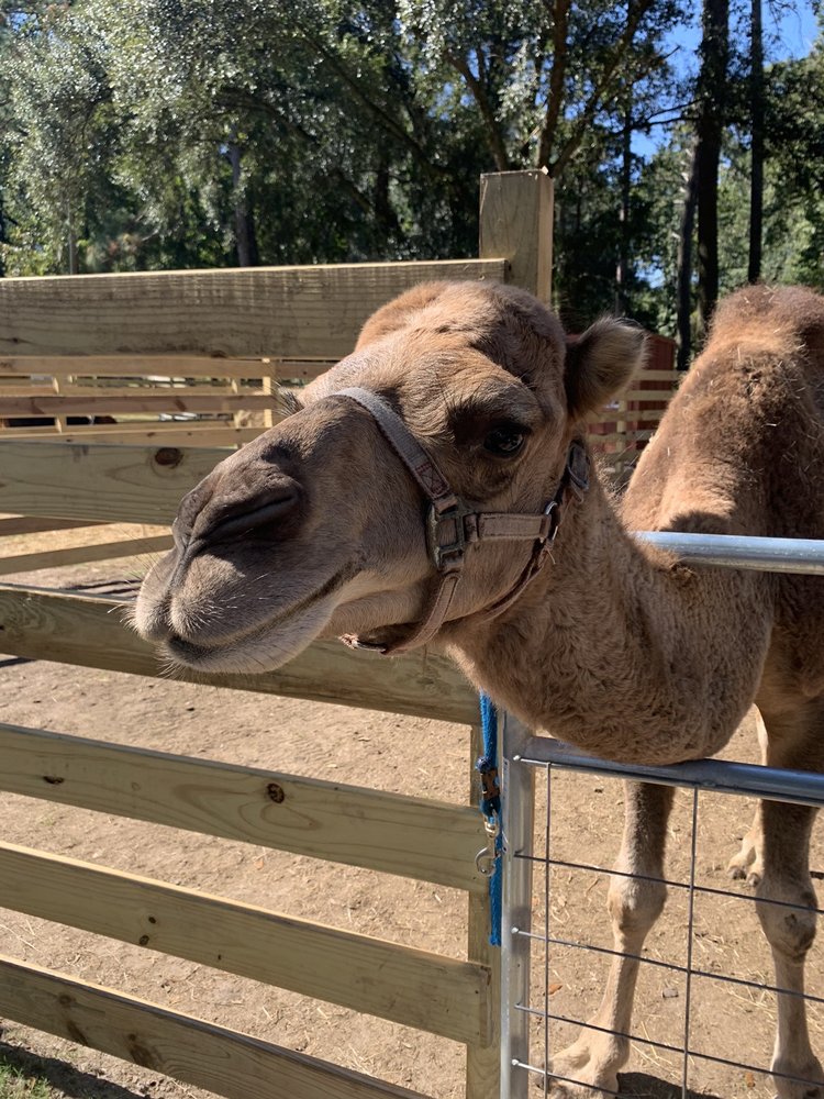 ALL AMERICAN PETTING ZOO - Updated October 2024 - 14 Photos - 398 ...