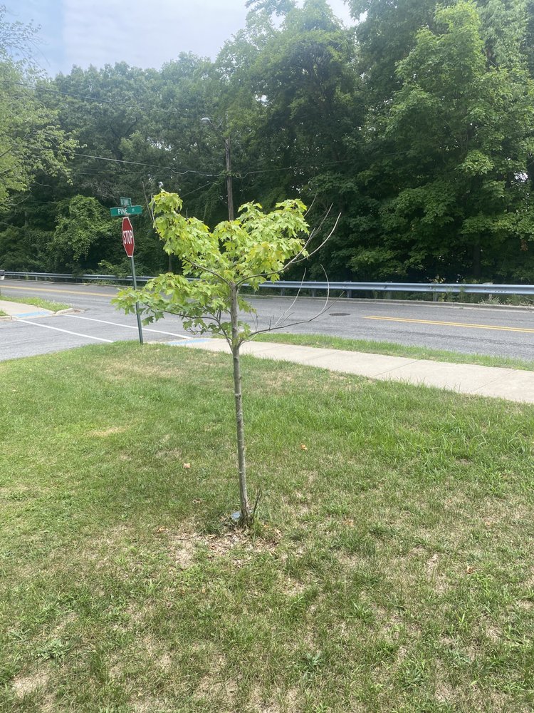 MONTAGUE TREE FARMS - Updated March 2025 - 3220 Fruitvale Rd, Montague ...