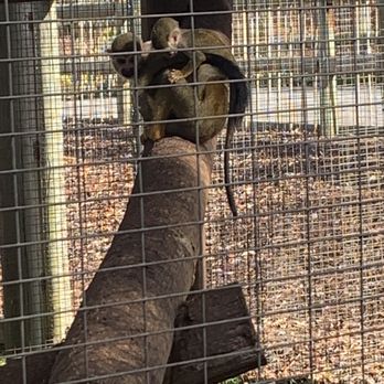 BRIGHT’S ZOO - Updated January 2026 - 95 Photos & 39 Reviews - 3425 Hwy ...