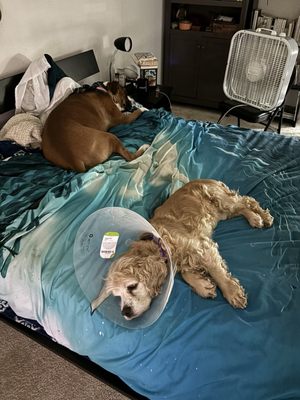 PRICELESS PET RESCUE - COSTA MESA - Updated June 2026 - 70 Photos & 65 ...