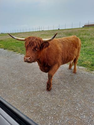 KEYSTONE SAFARI - Updated December 2024 - 132 Photos & 60 Reviews ...