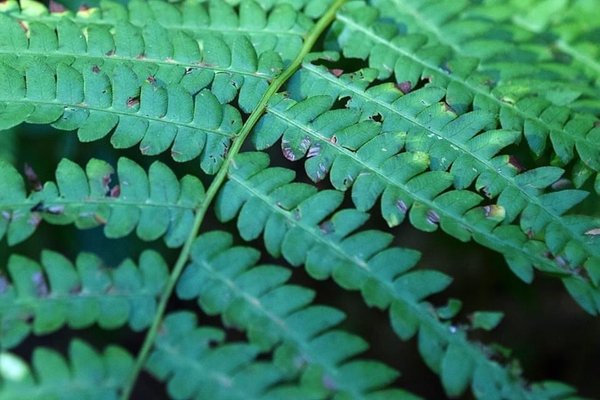 BRADNER PRESERVE - 380 Gardiner Rd, Richmond, Rhode Island - Hiking - Yelp